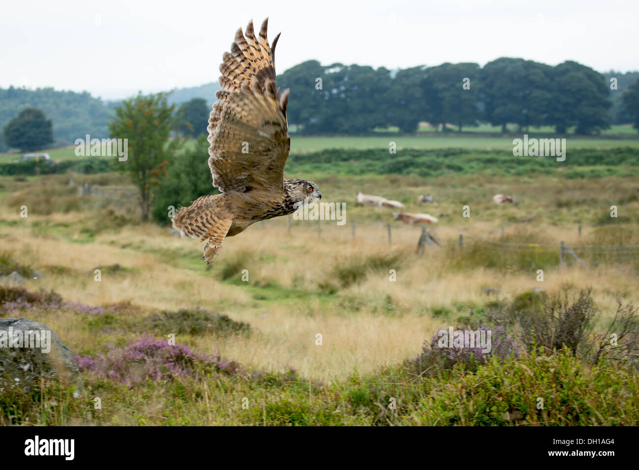 Eagle owl in flight hi-res stock photography and images - Alamy