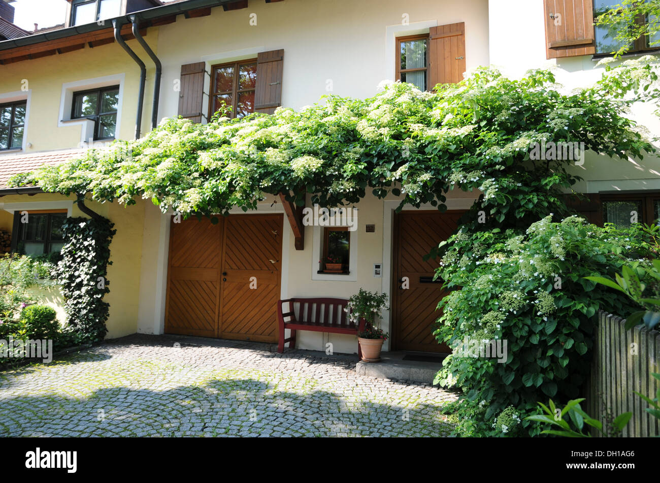 Climbing Hydrangea Design