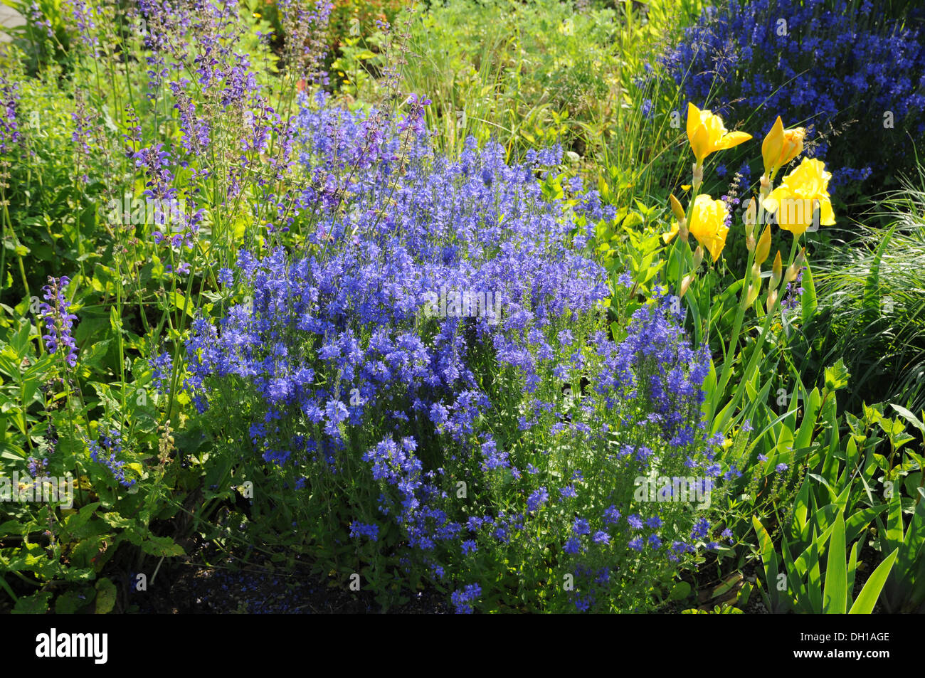 Large speedwell hi-res stock photography and images - Alamy