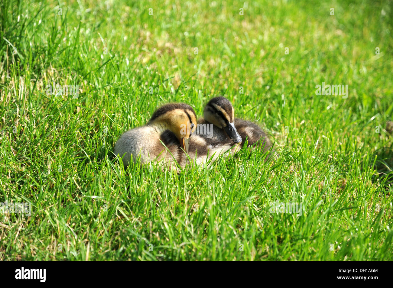 Chicken duck not food not meat not eggs hi-res stock photography and ...