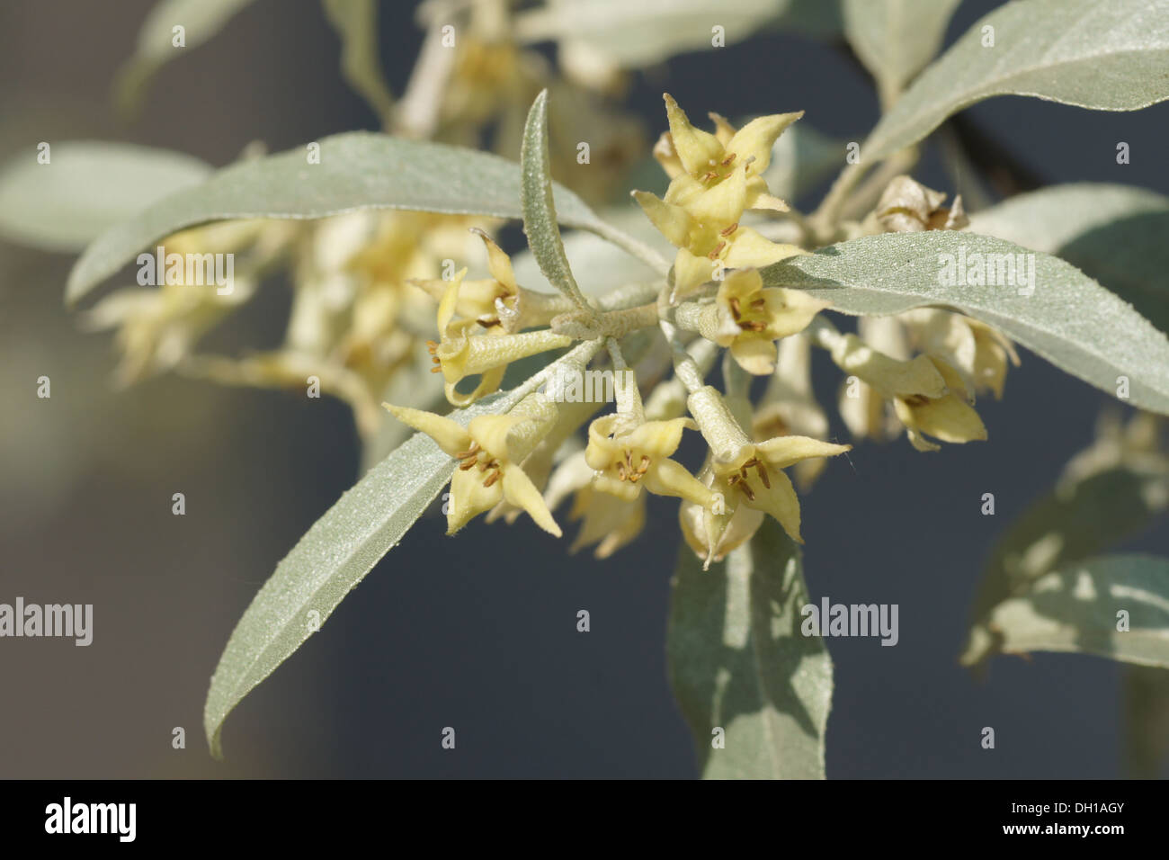 Silverberry hi-res stock photography and images - Alamy