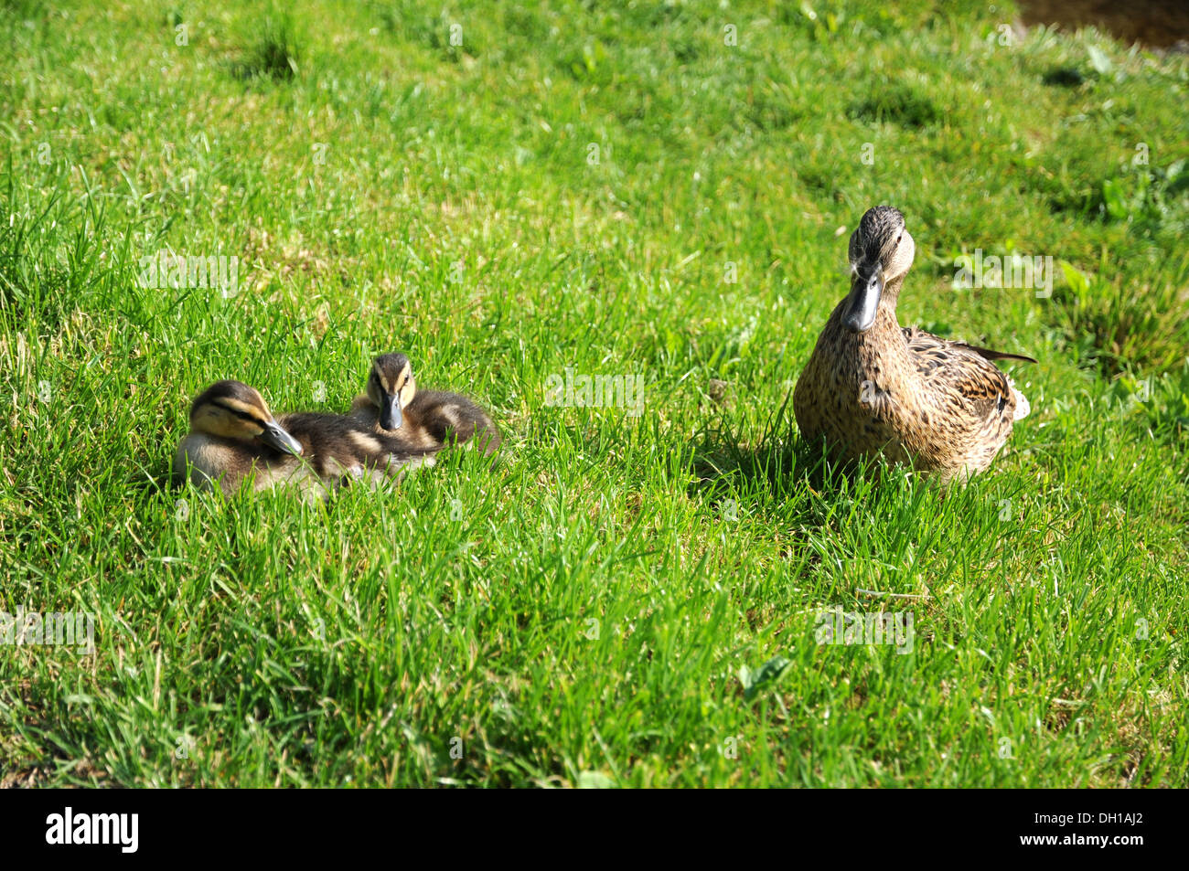 Female chicken hi-res stock photography and images - Alamy