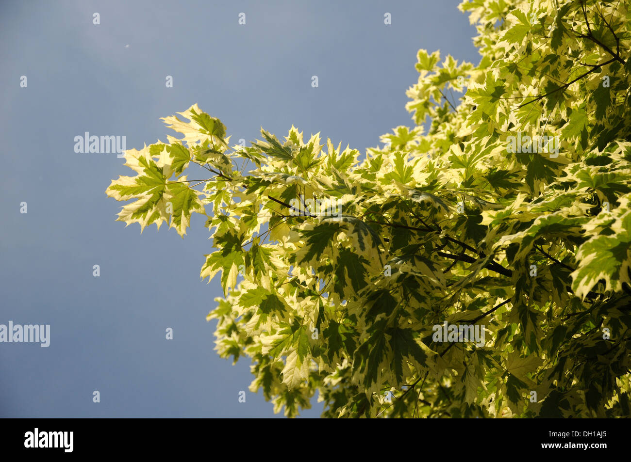 Norway maple drummondii hi-res stock photography and images - Alamy