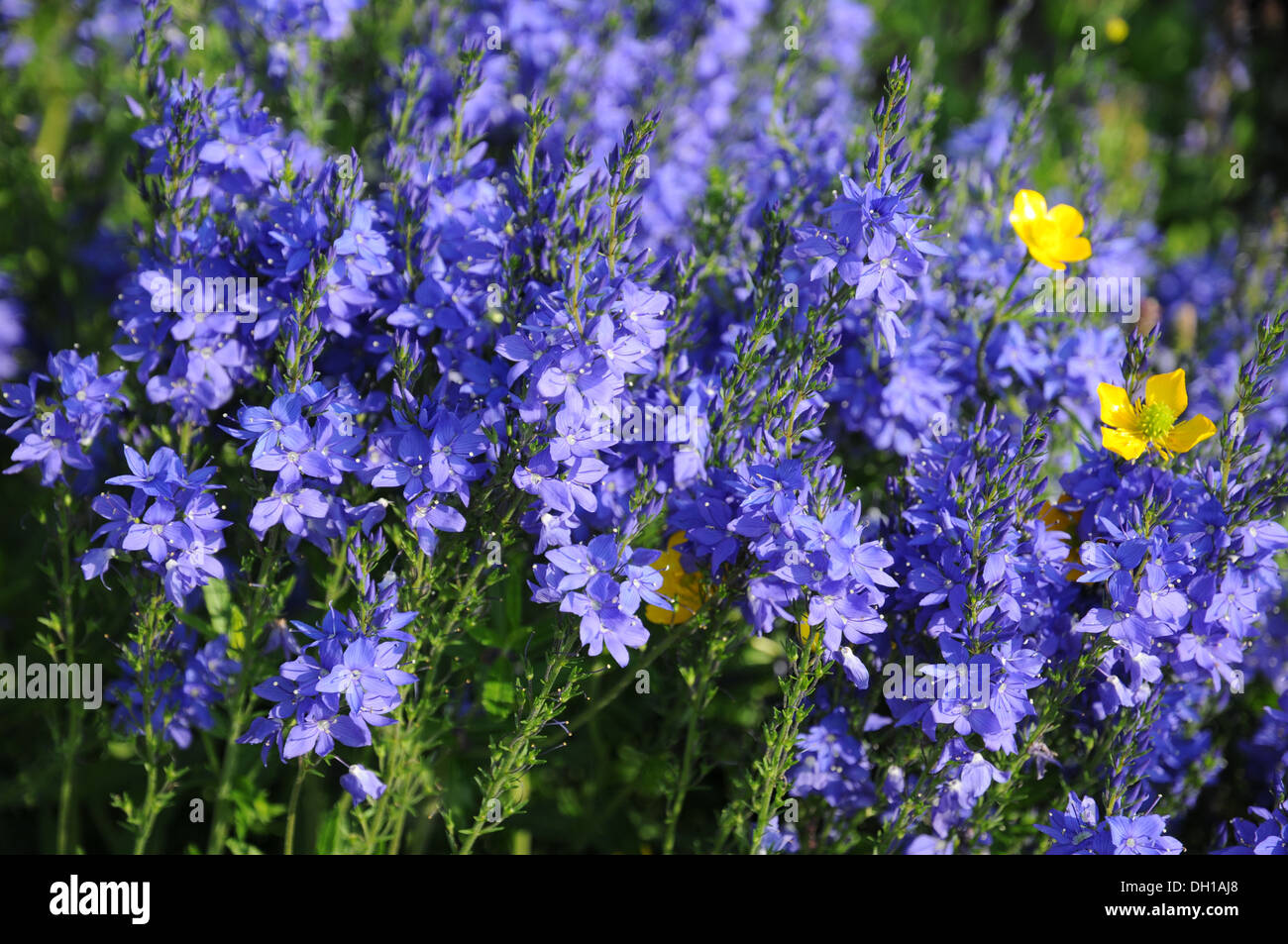 Large speedwell veronica teucrium hi-res stock photography and images ...