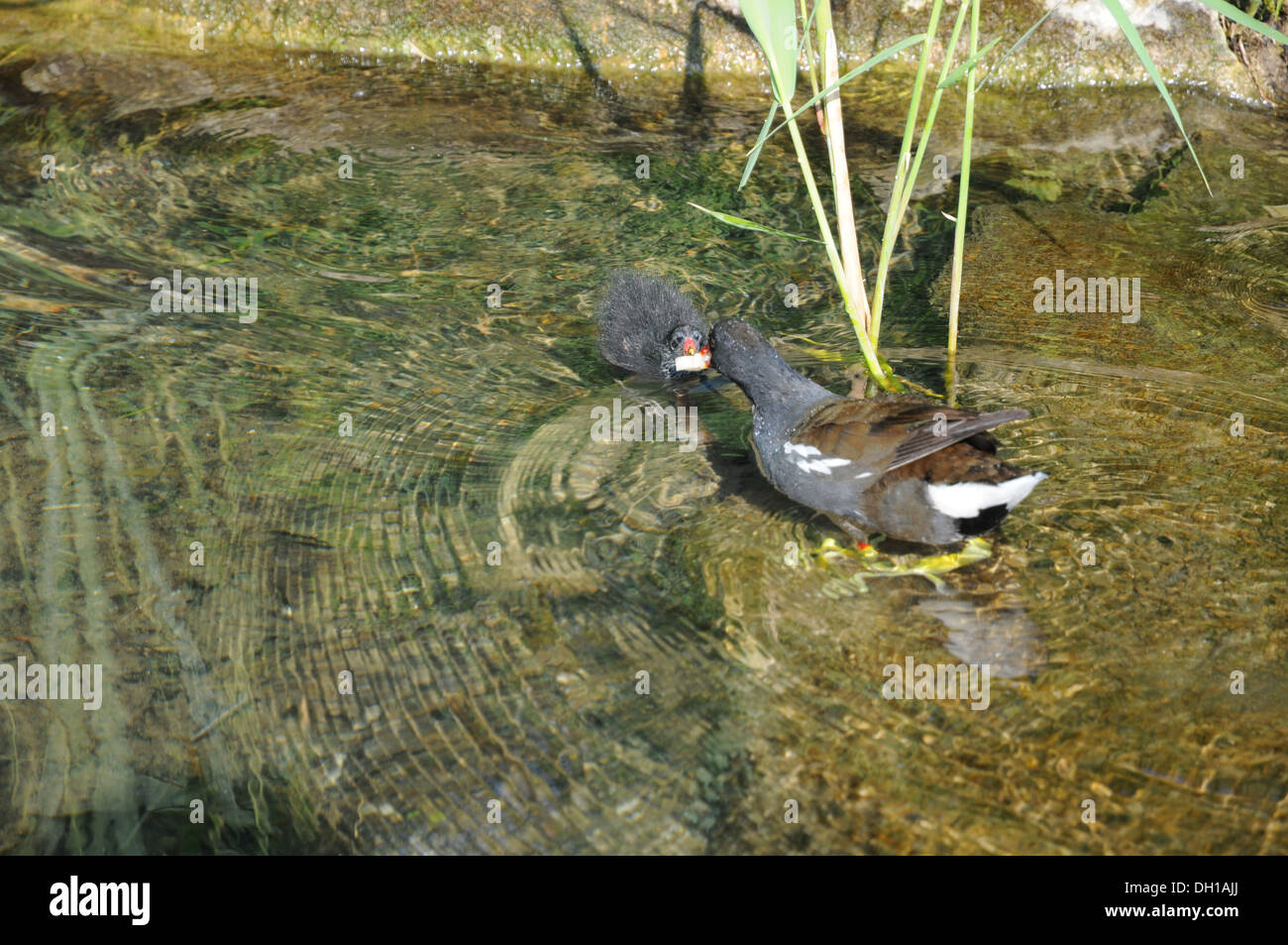 Moorhen feeds chicken Stock Photo - Alamy