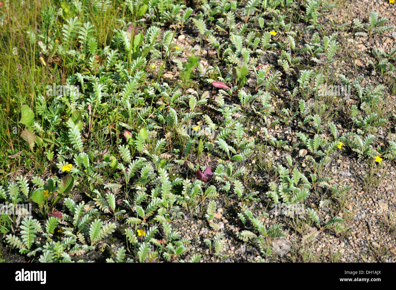 Common silverweed hi-res stock photography and images - Alamy