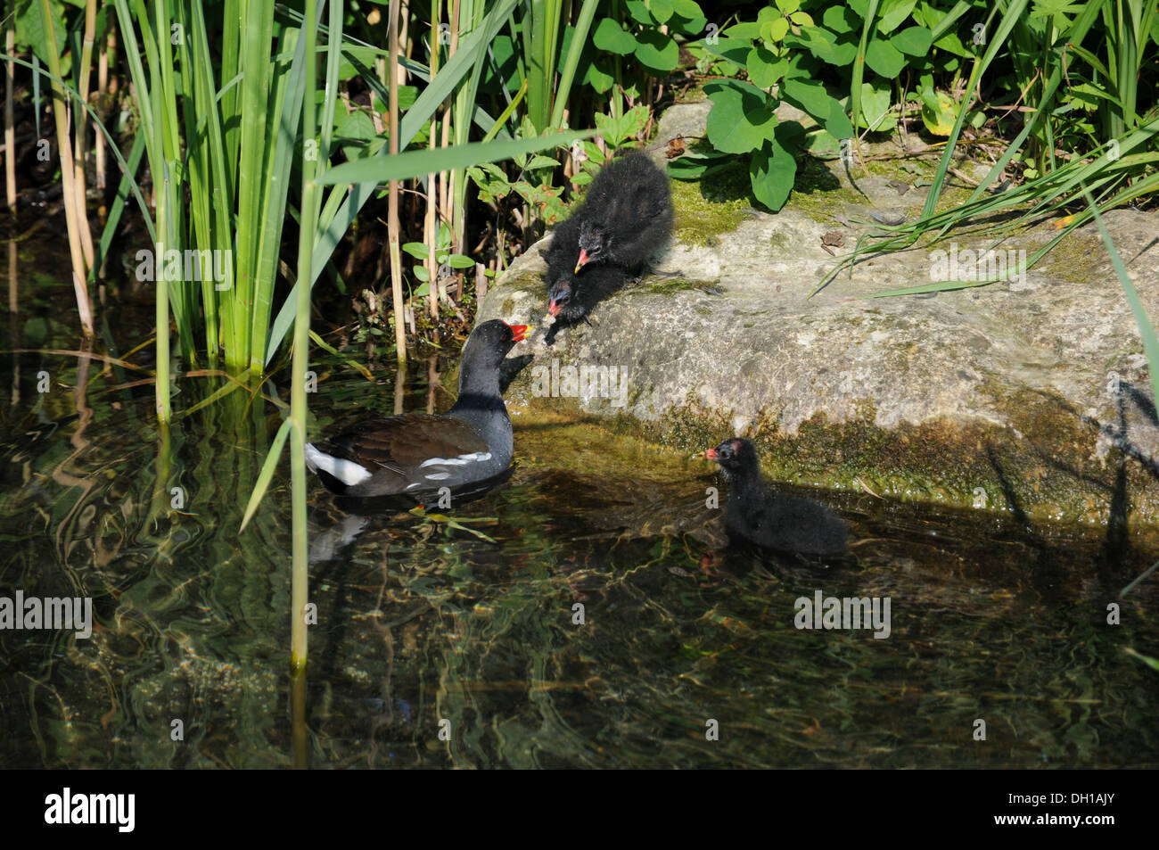 Moorhen feeds chicken Stock Photo - Alamy