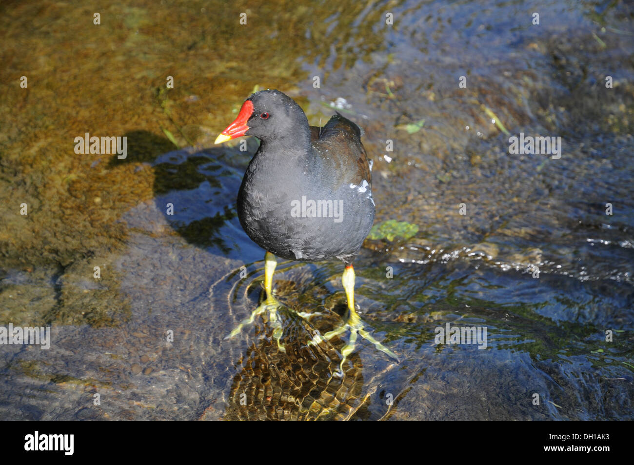 Dusky moorhen feeding hi-res stock photography and images - Alamy