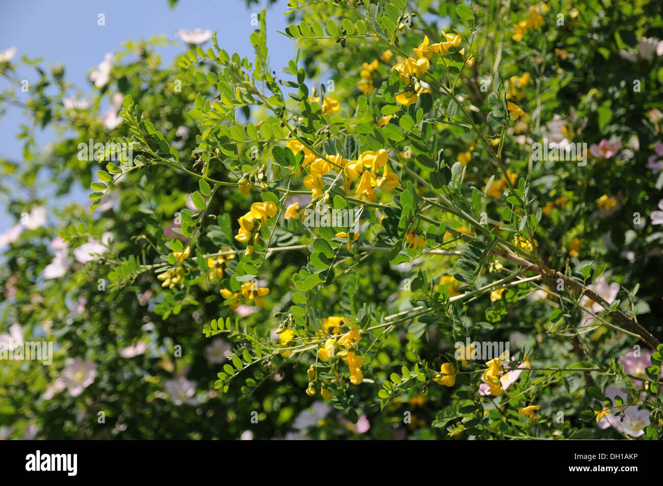 Pea shrub hi-res stock photography and images - Alamy