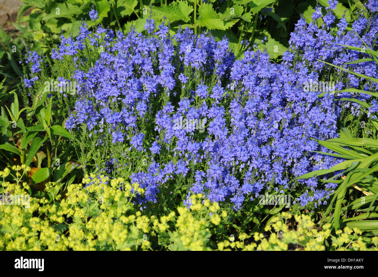 Speedwell hi-res stock photography and images - Alamy