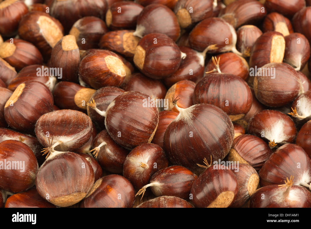 Green spiky shells hi-res stock photography and images - Alamy