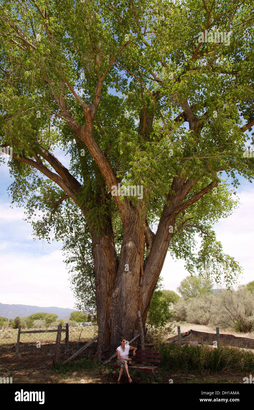 Large elm tree hi-res stock photography and images - Alamy