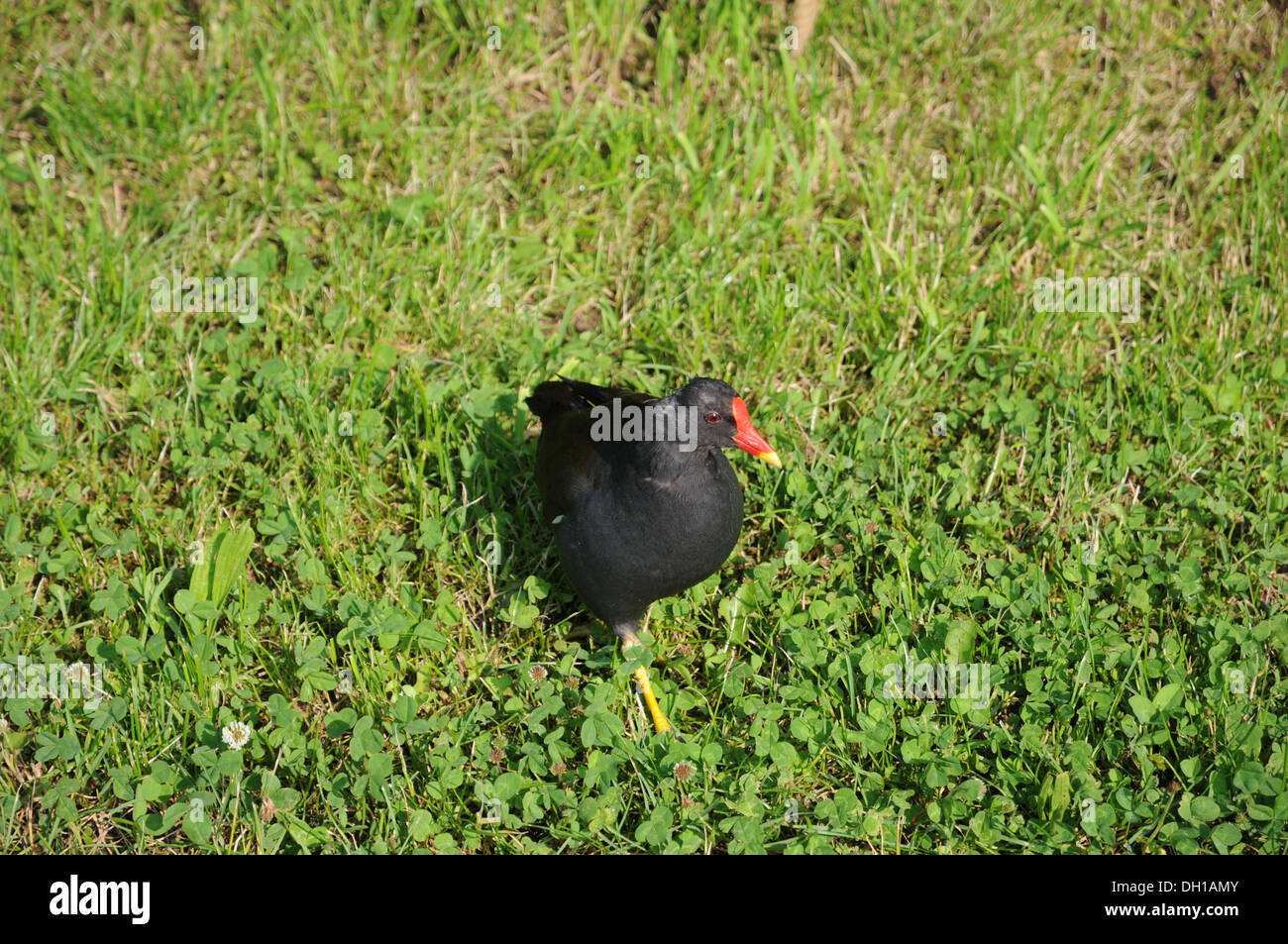 Dusky moorhen feeding hi-res stock photography and images - Alamy