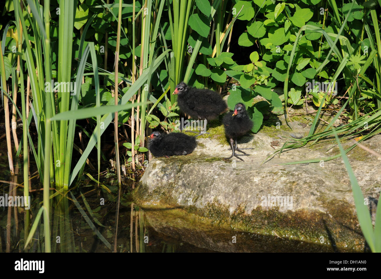 Dusky moorhen feeding hi-res stock photography and images - Alamy