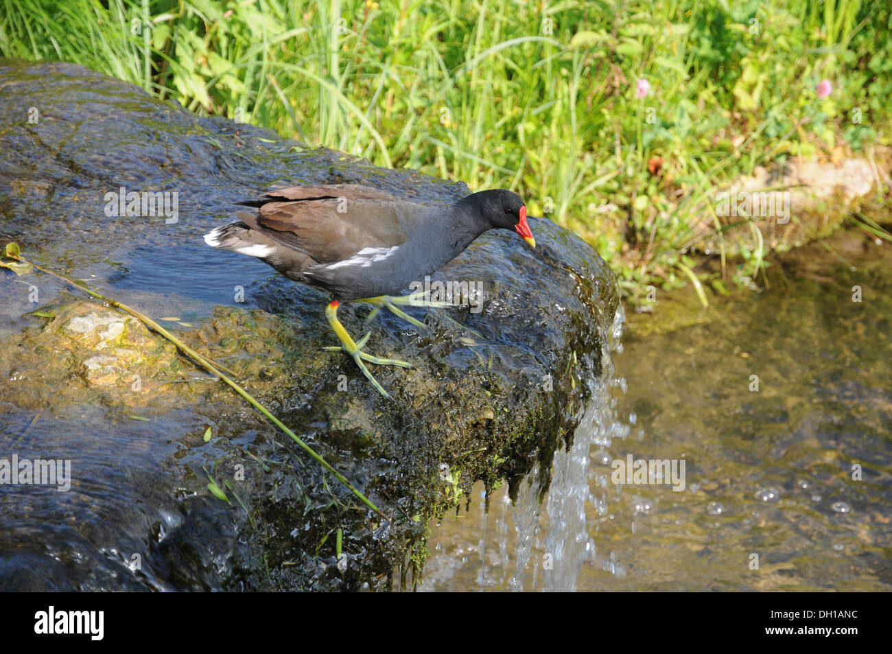Dusky moorhen feeding hi-res stock photography and images - Alamy