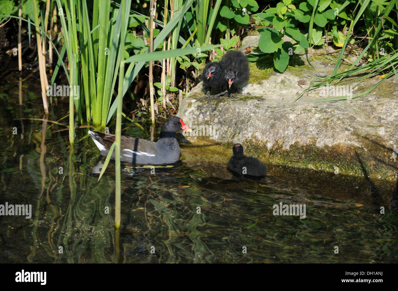 Dusky moorhen feeding hi-res stock photography and images - Alamy