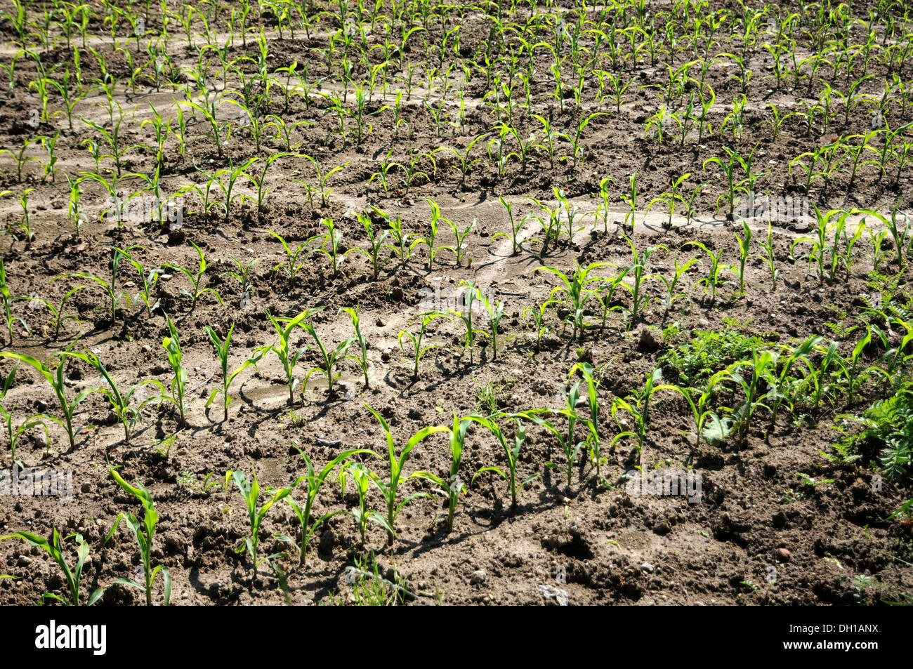 Soil Erosion Agriculture