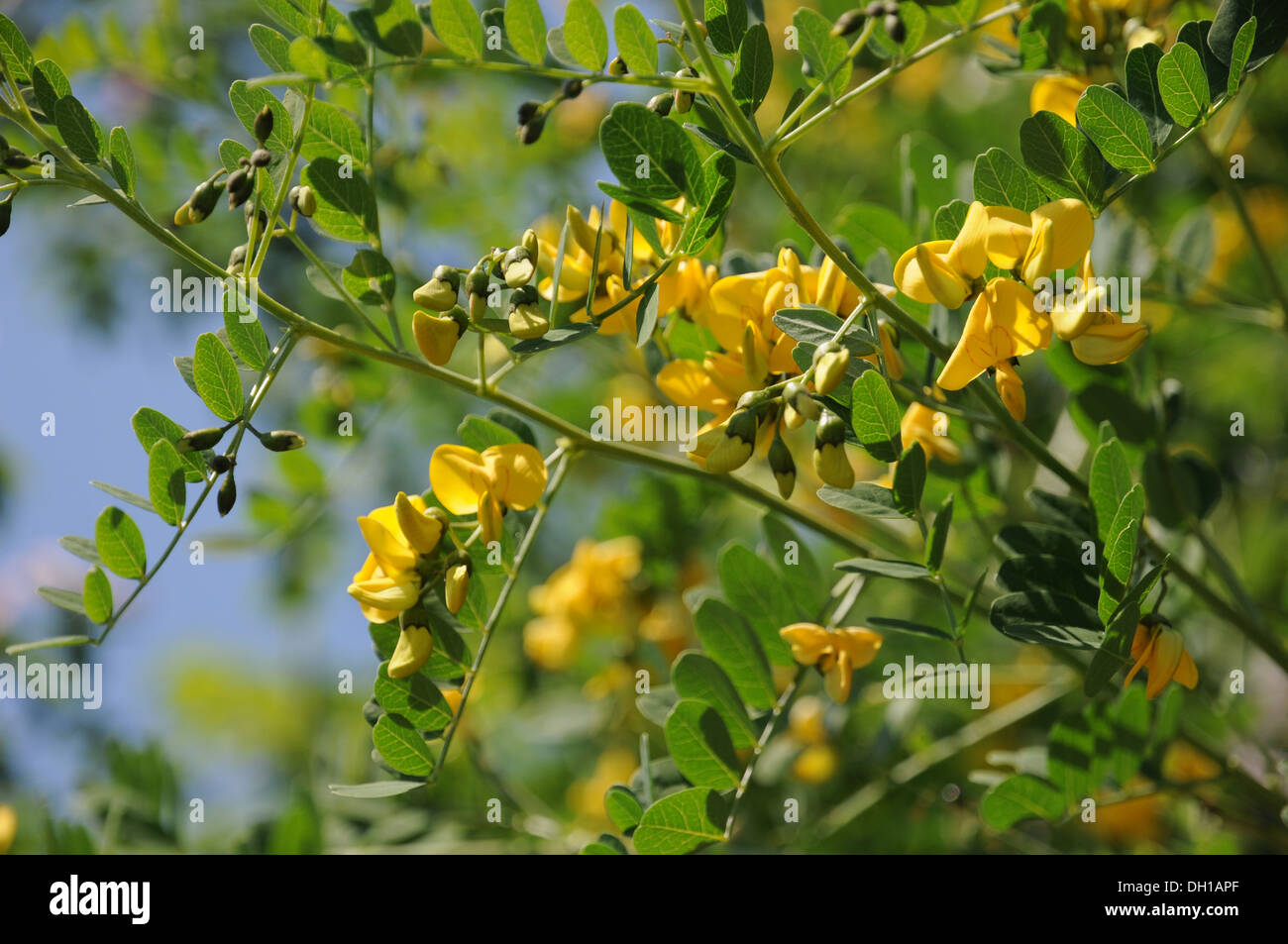 Pea shrub hi-res stock photography and images - Alamy