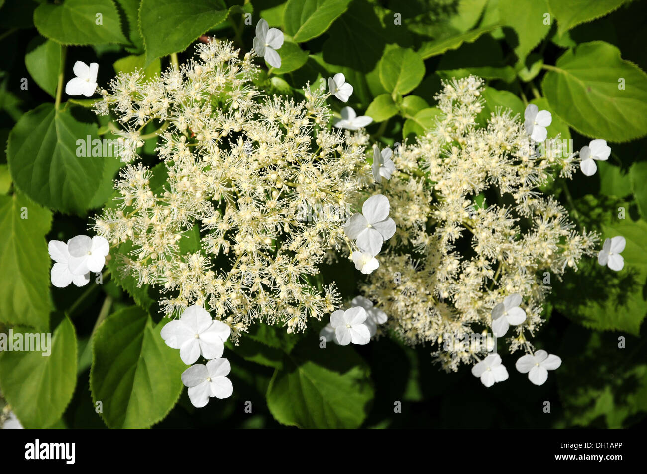 Climbing hydrangea hi-res stock photography and images - Alamy
