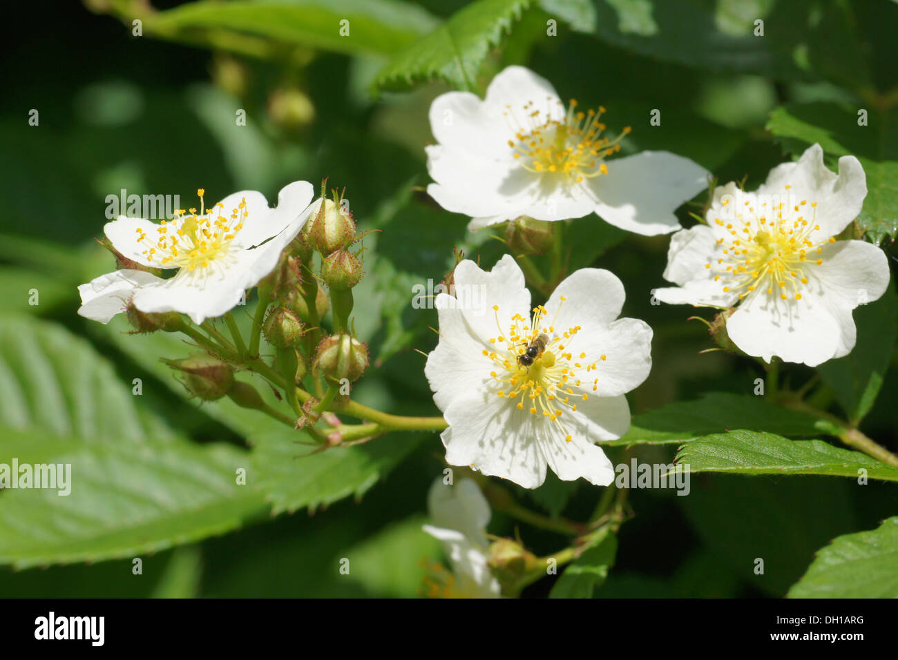 Multiflora rose hi-res stock photography and images - Alamy