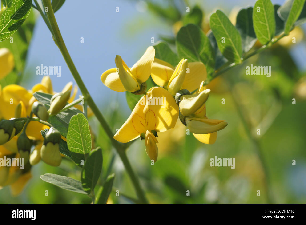 Pea shrub hi-res stock photography and images - Alamy