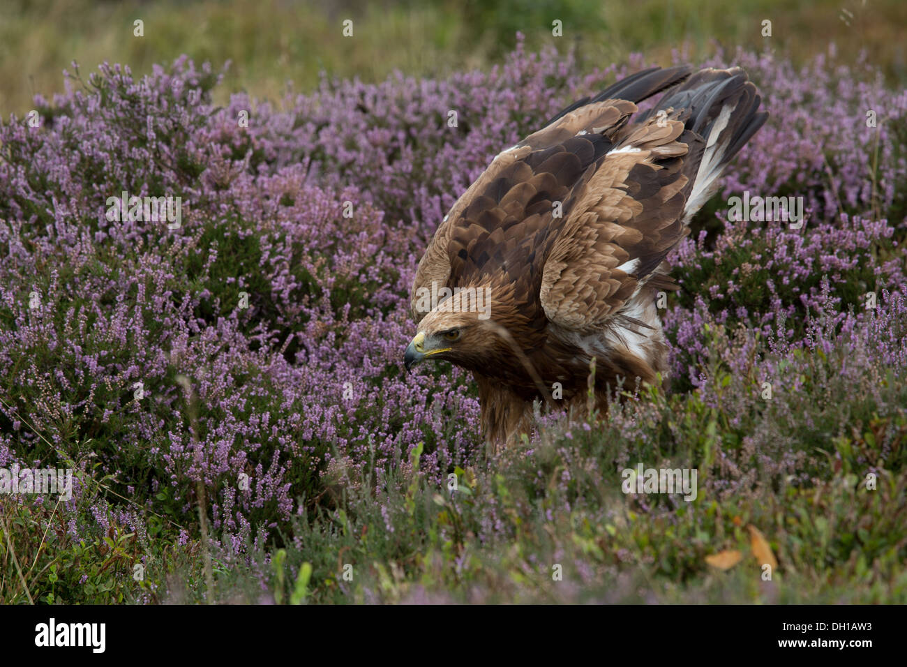 Eagle wings raised hi-res stock photography and images - Alamy