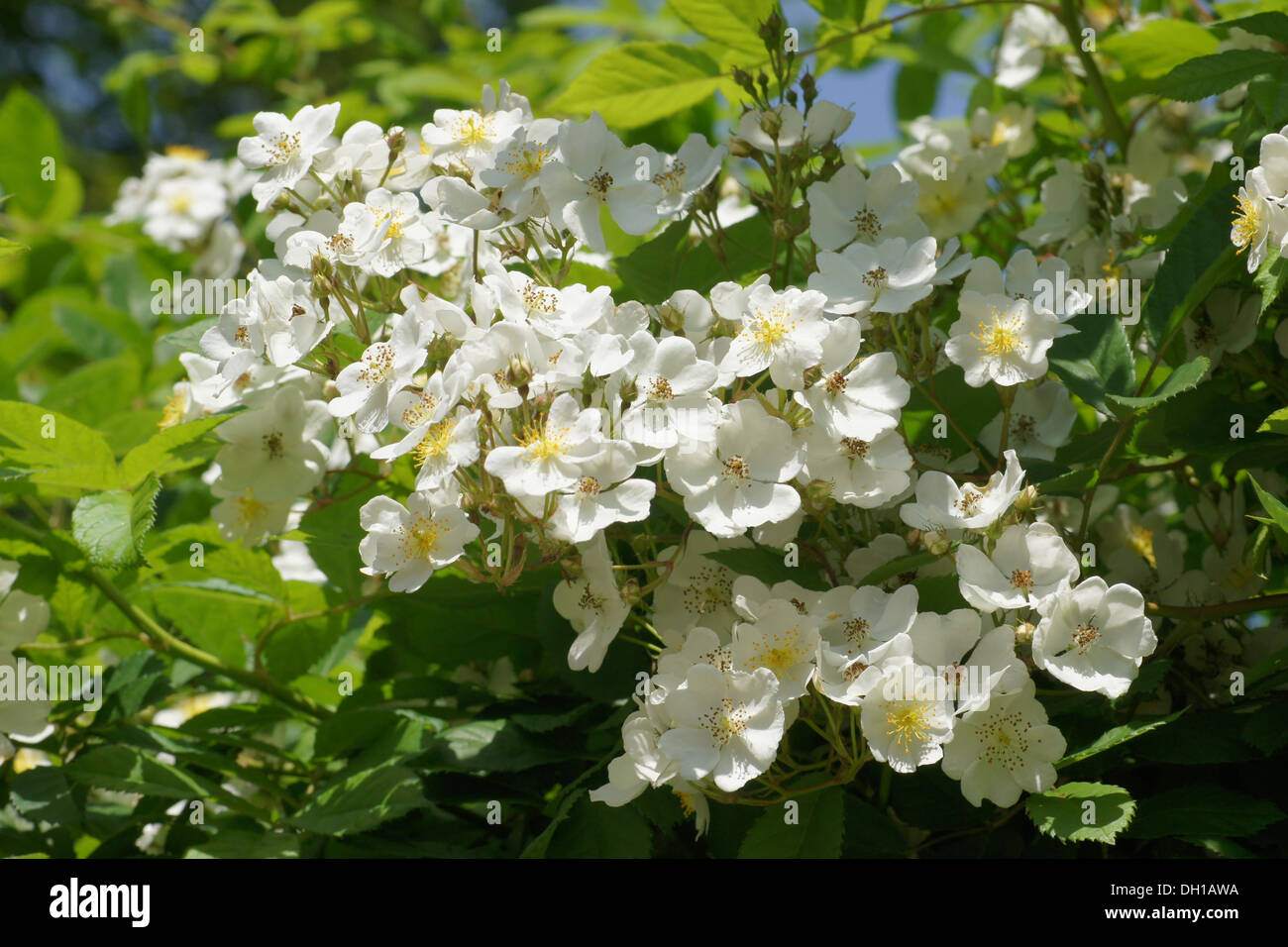 Multiflora rose hi-res stock photography and images - Alamy