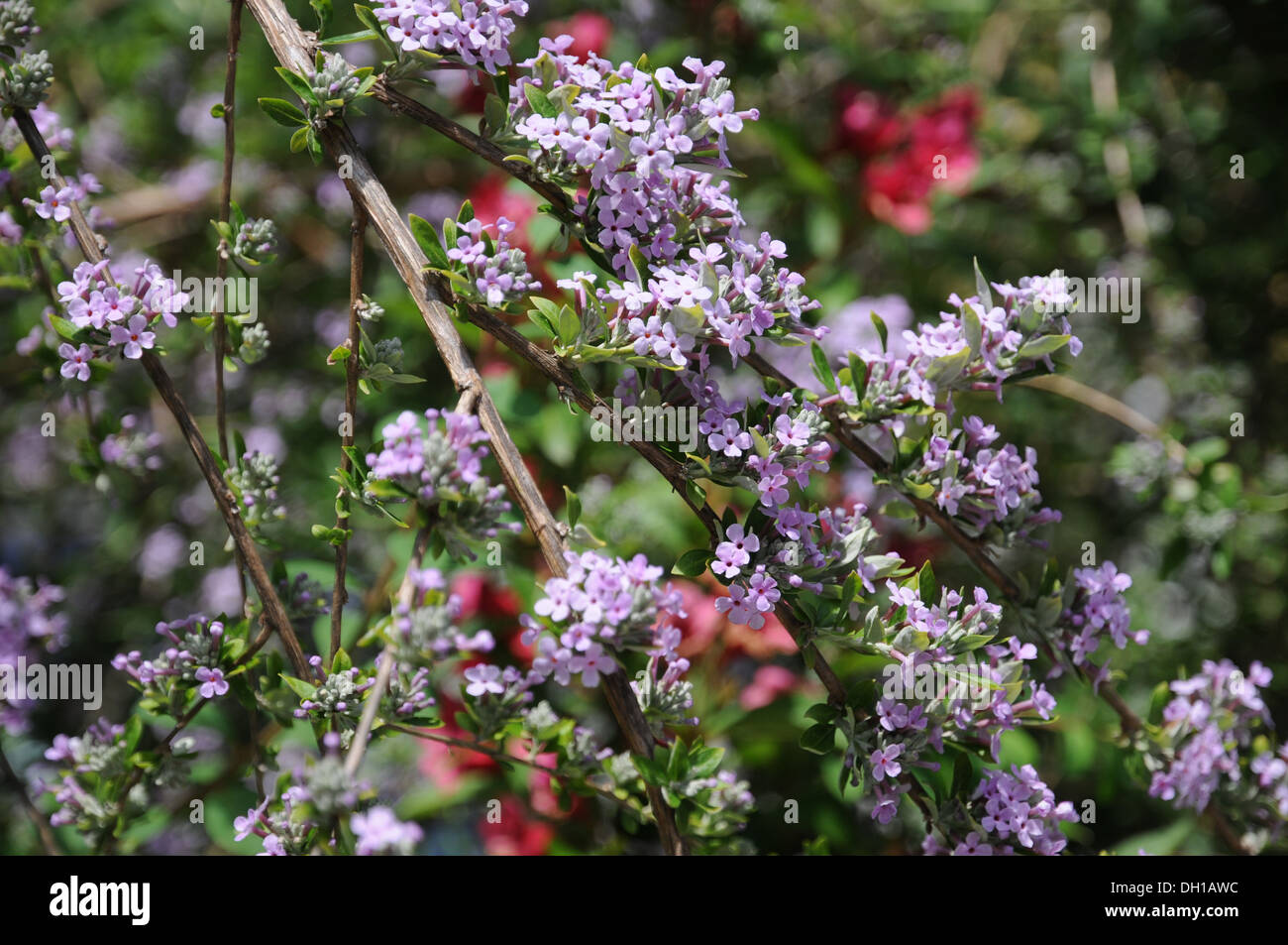 Butterfly bush hi-res stock photography and images - Alamy