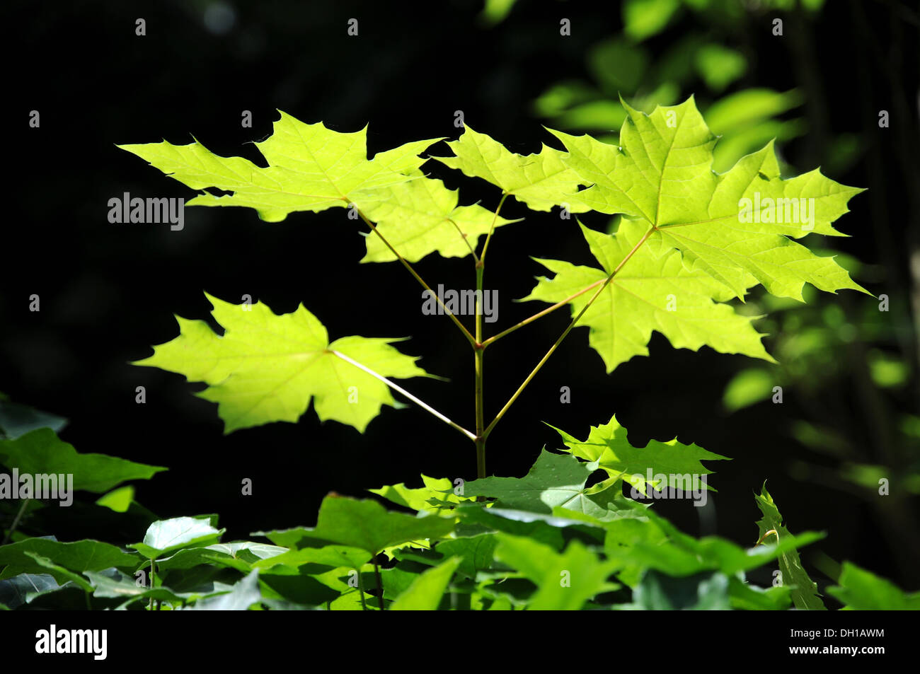 Norway Maple Seed High Resolution Stock Photography and Images - Alamy