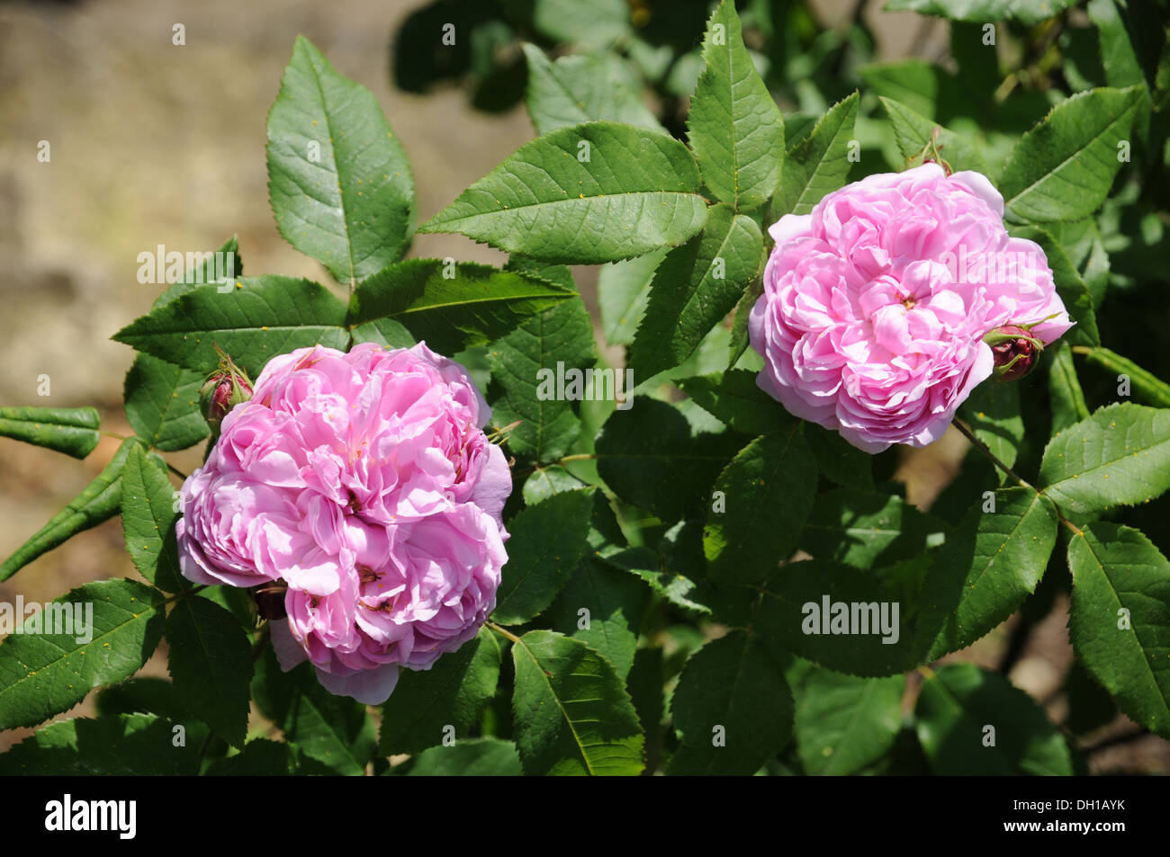 Damask damascus hi-res stock photography and images - Alamy