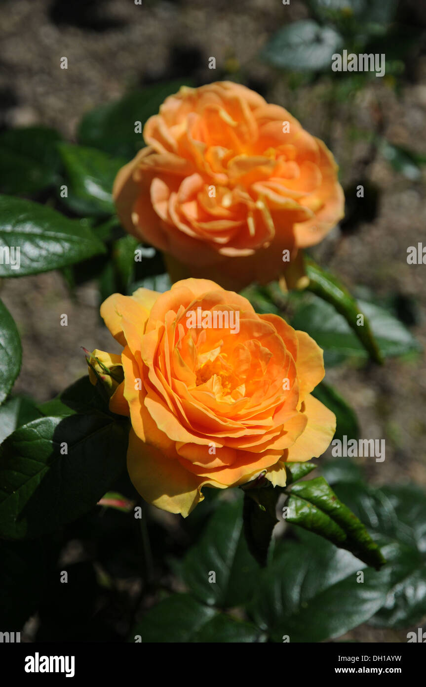 Hybrid blume hi-res stock photography and images - Alamy