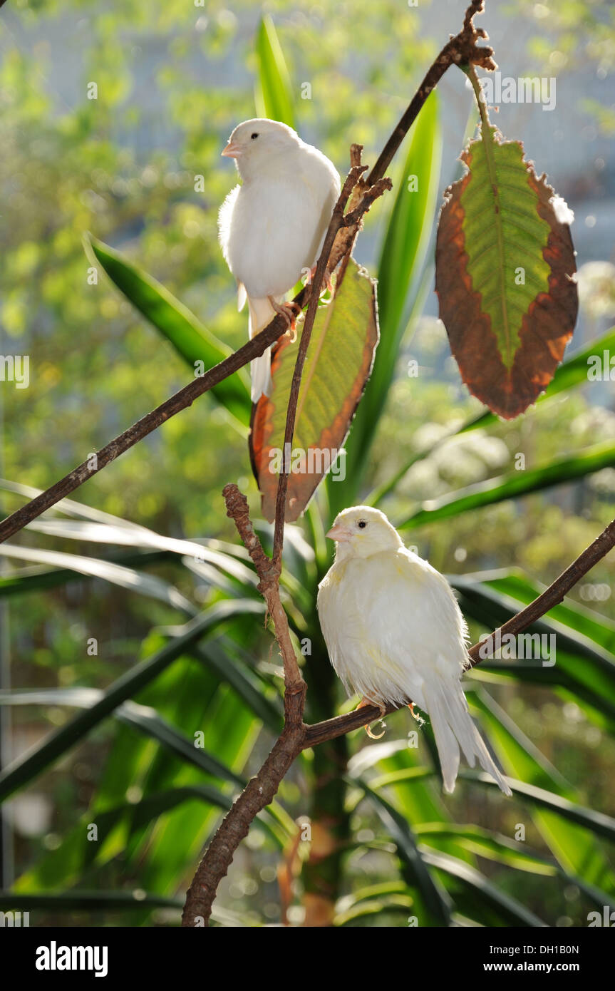 Canaries bird hi-res stock photography and images - Alamy