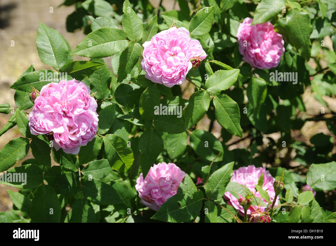Rose Of Castille Stock Photos & Rose Of Castille Stock Images - Alamy