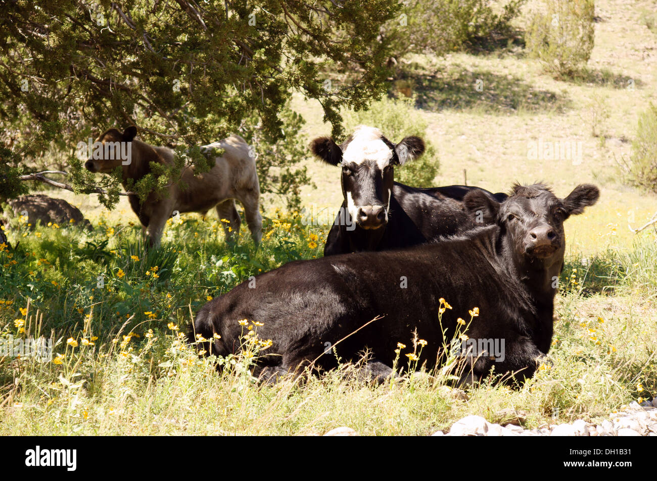 Timberon white hi-res stock photography and images - Alamy