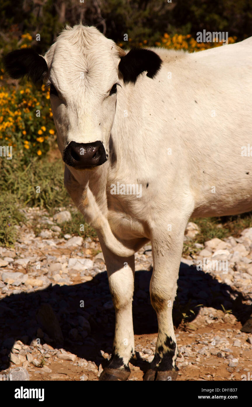 Nosy curious hi-res stock photography and images - Alamy