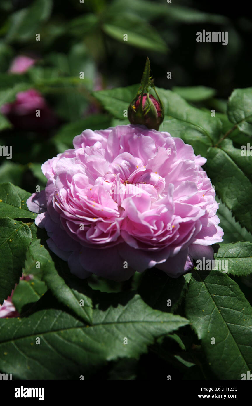 Rose rosa damascena flower hi-res stock photography and images - Alamy