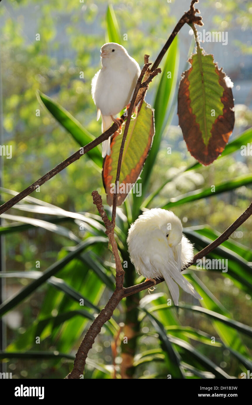 Canaries hi-res stock photography and images - Alamy