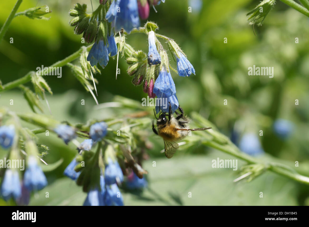Comfrey officinalis hi-res stock photography and images - Alamy