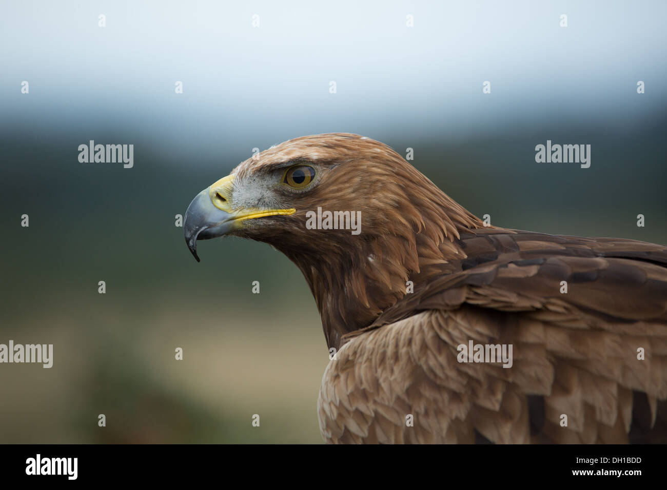 Golden eagle side view hi-res stock photography and images - Alamy