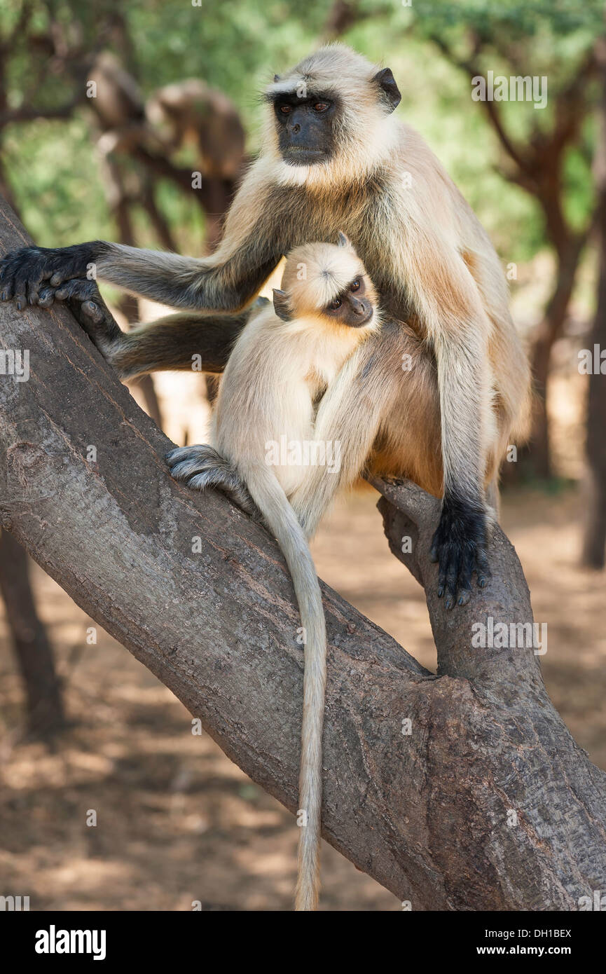 Baby hanuman langur monkey hi-res stock photography and images - Alamy