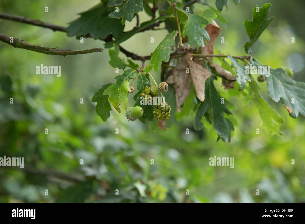 Oak galls hi-res stock photography and images - Alamy