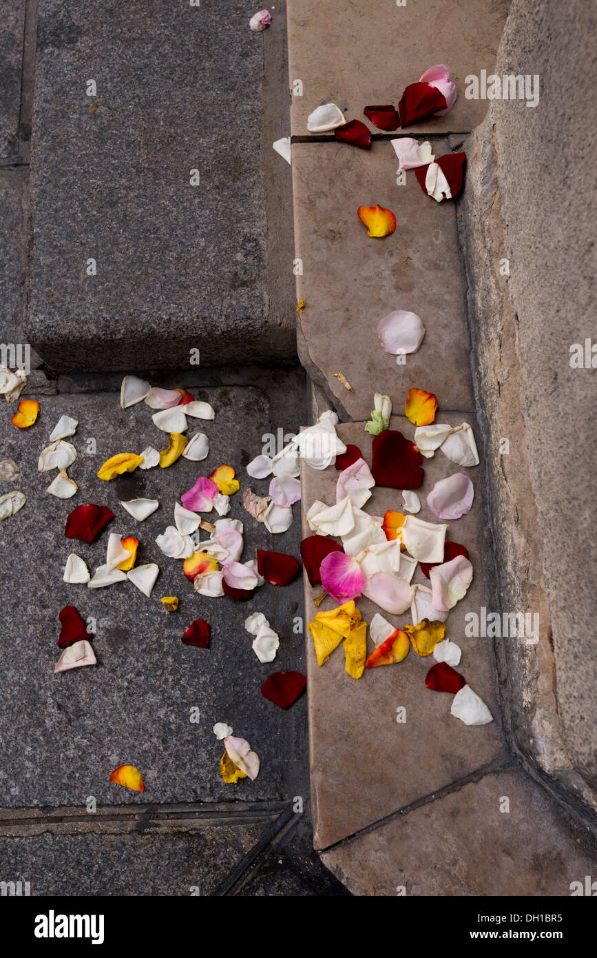 Rose petals strewn on the pavement, Paris, France Stock Photo - Alamy