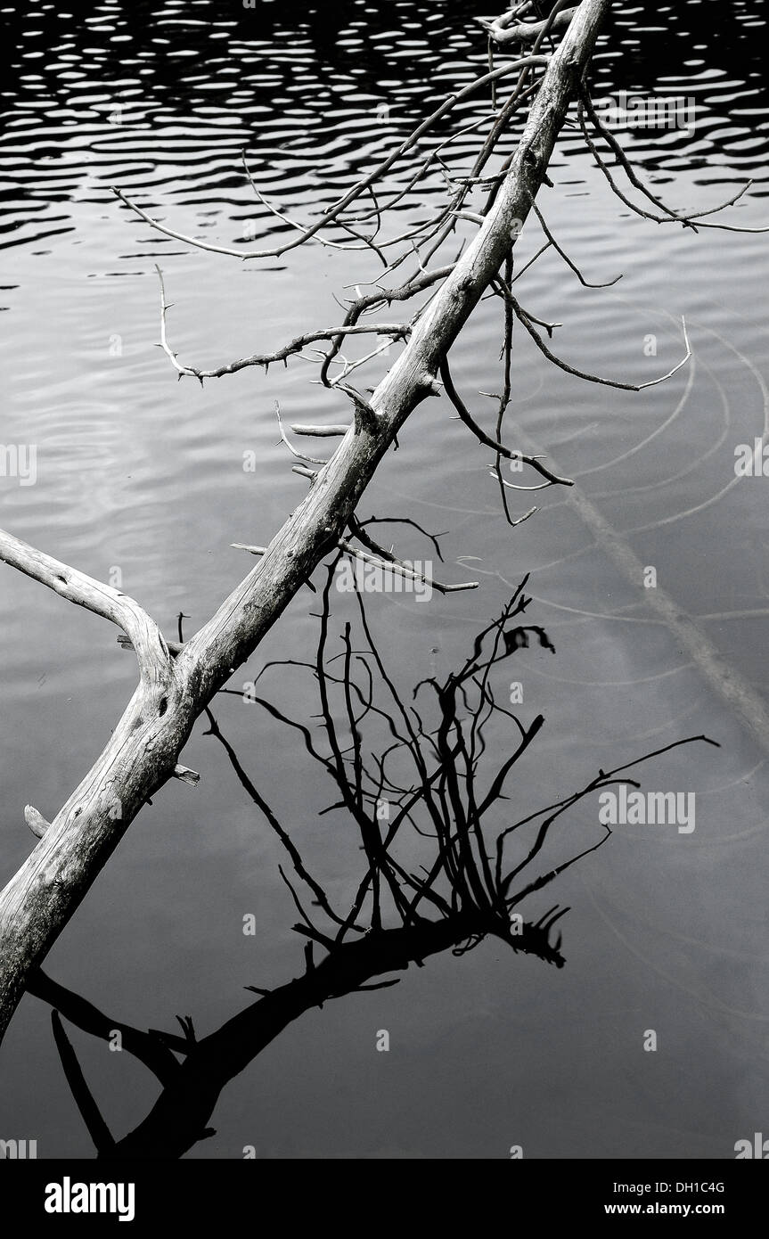 Day of the dead tree of life hi-res stock photography and images - Alamy