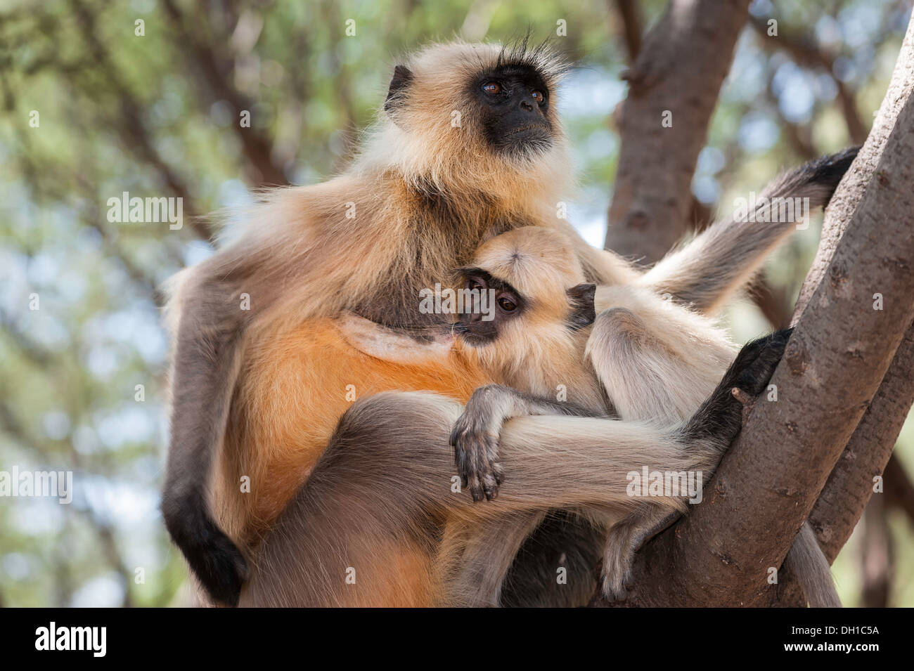 Gray langurs, mother and baby, take a siesta within a coppice of acacia ...