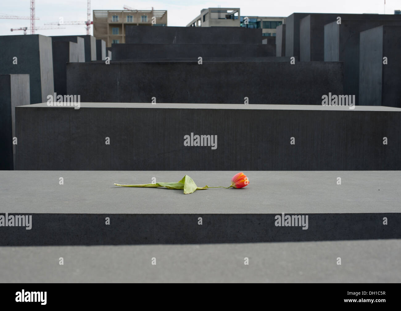 A flower is laid at the Holocaust memorial in Berlin to mark the ...