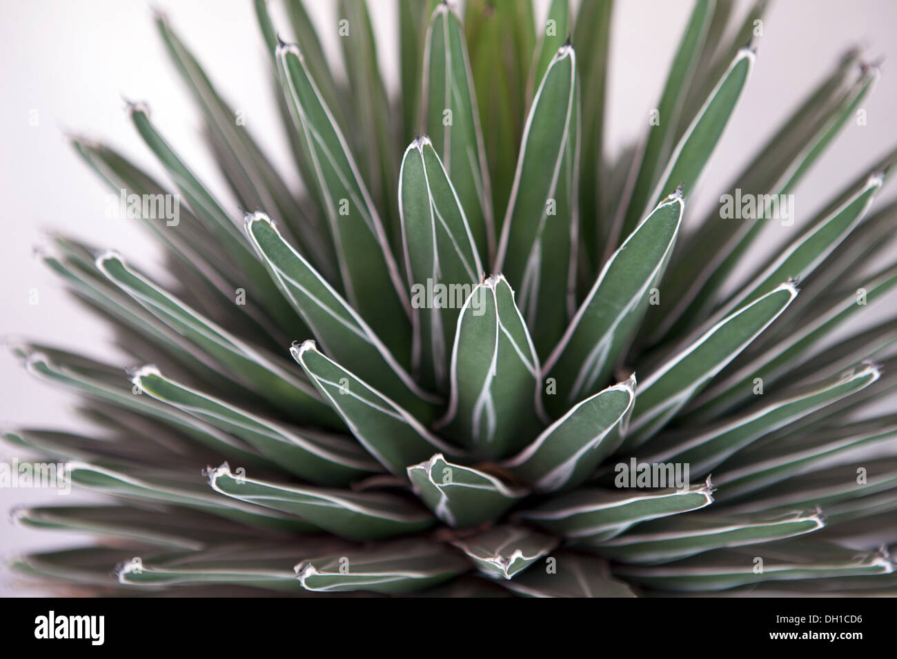 Agave victoria reginae queen hi-res stock photography and images - Alamy