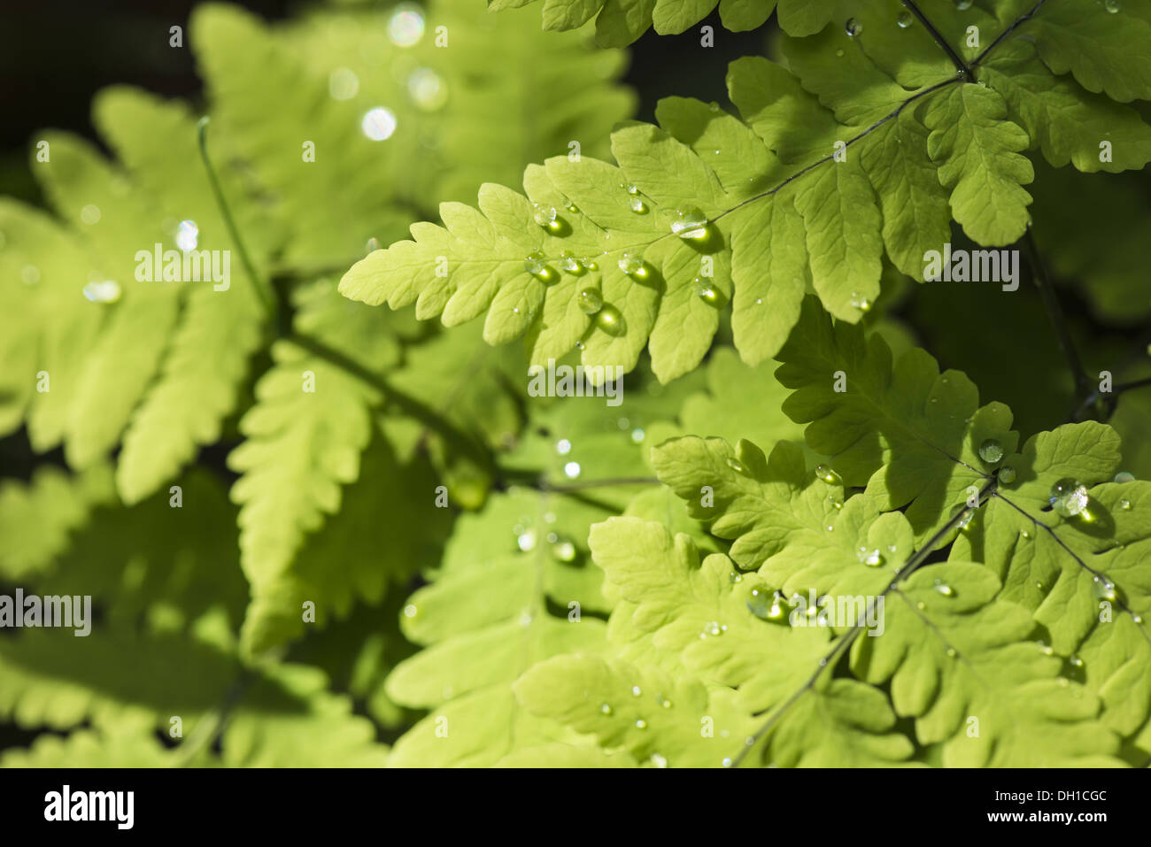 water drops on wood fern, Lapland, Sweden Stock Photo - Alamy