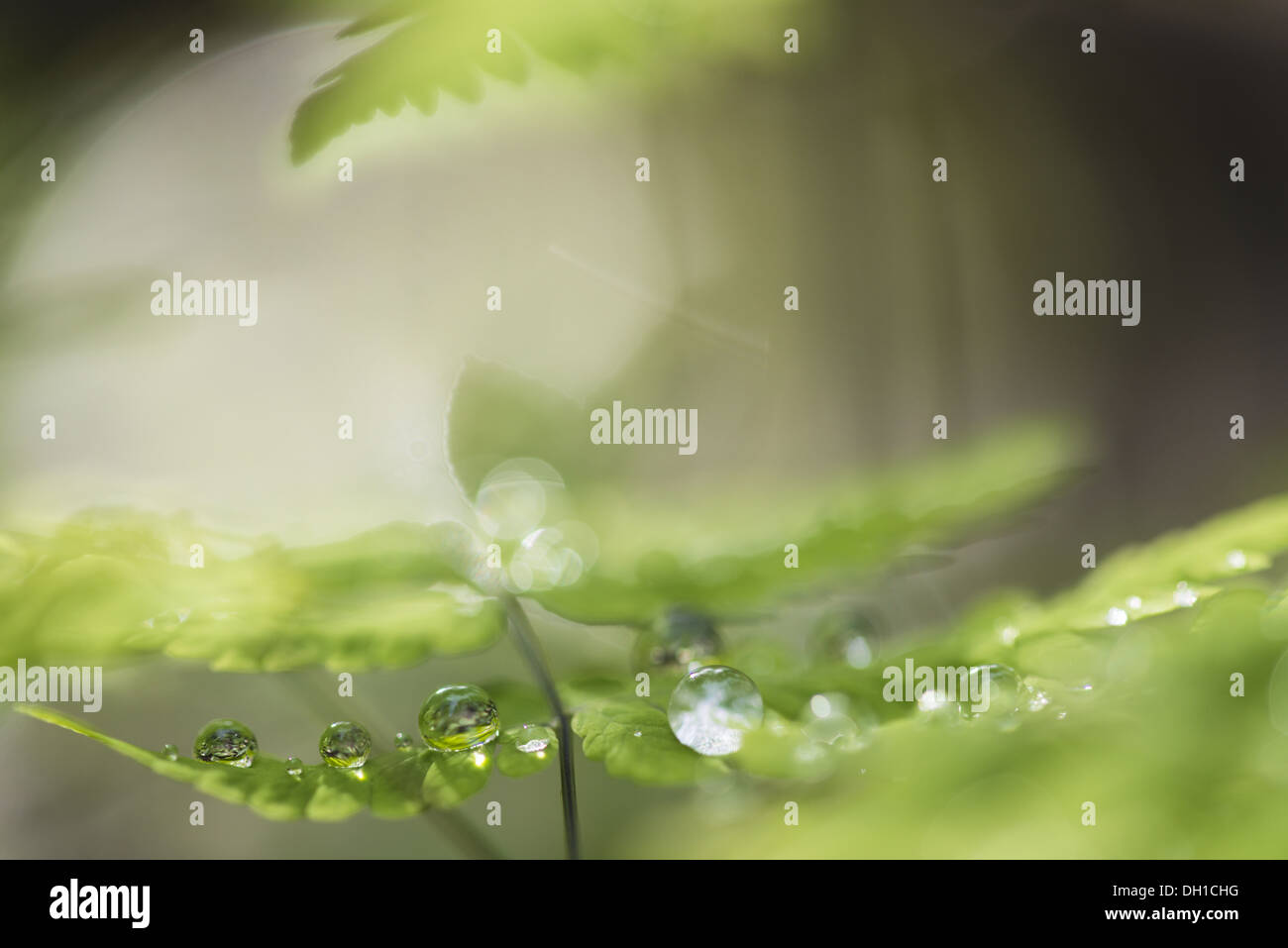 Swedish Fern High Resolution Stock Photography and Images - Alamy