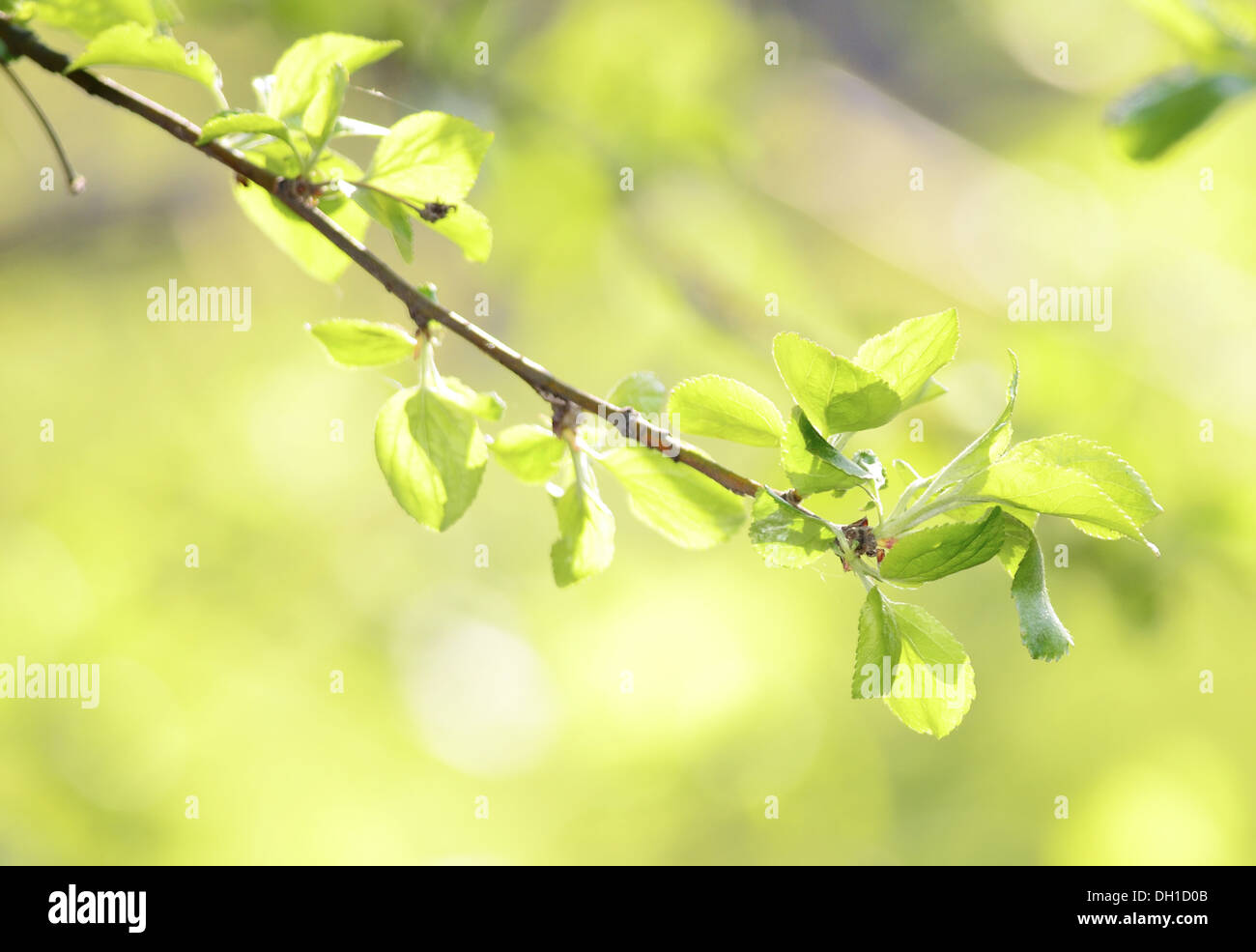 Abstract apple tree foliage hi-res stock photography and images - Alamy