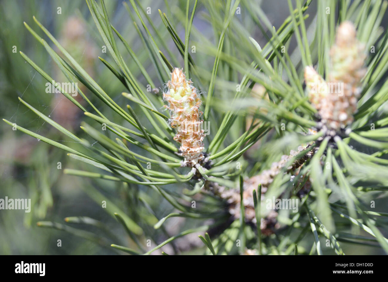 Conifer bud tree spring hi-res stock photography and images - Alamy